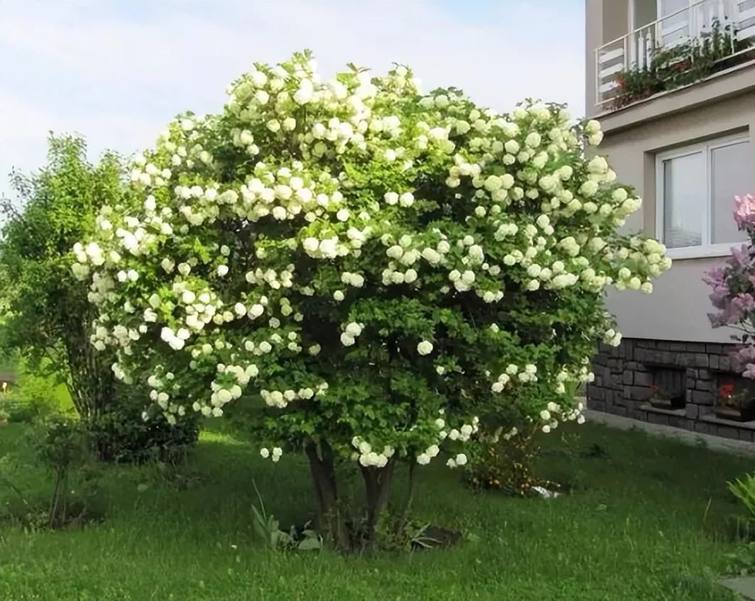 As the saying goes, if you plant a good tree in front of your door ...