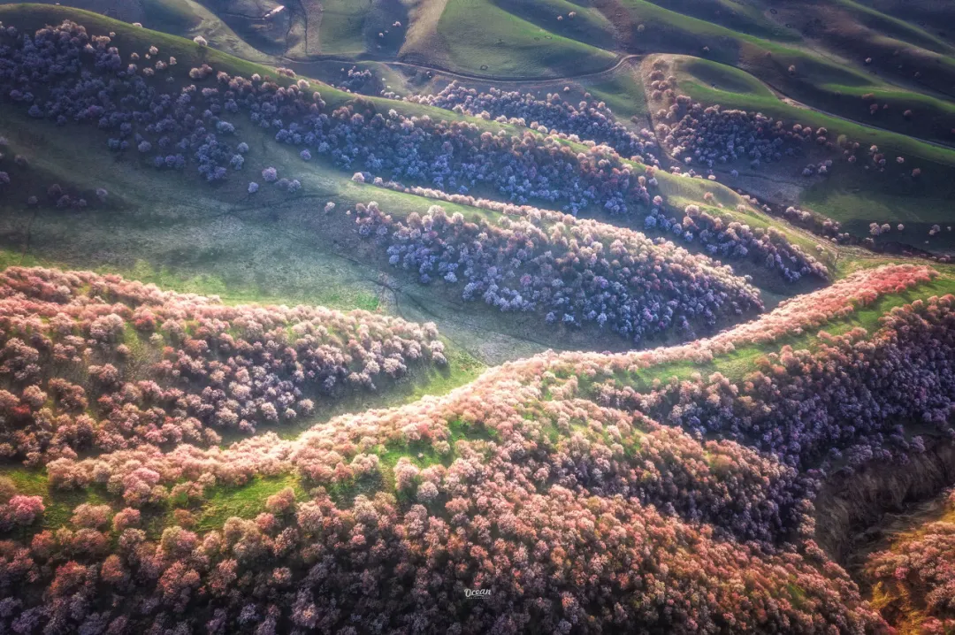 How beautiful is spring in Xinjiang?You will know after watching ...