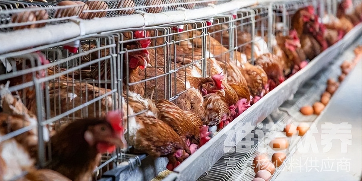How to feed chickens to lay eggs quickly, laying hen premix feed ...