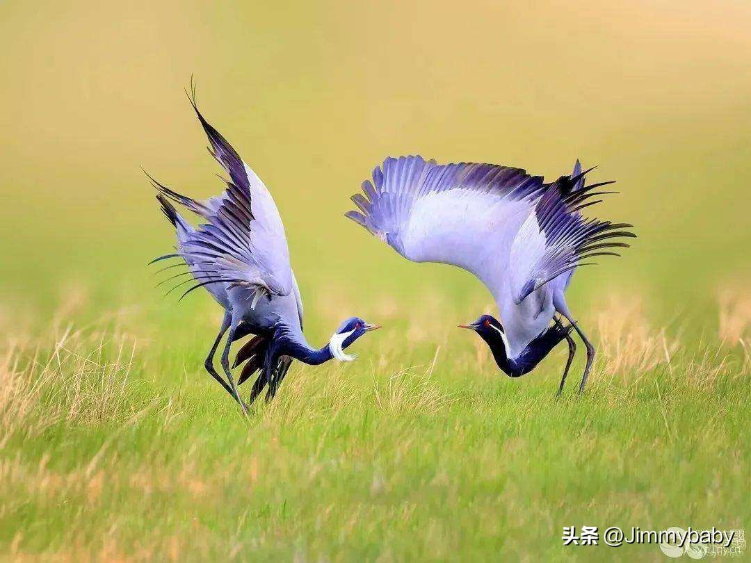 The legend of the world's national bird: South Africa (SOUTH AFRICA ...