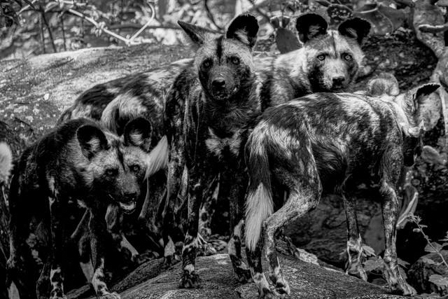 Ferocious land animals ranked 41: African wild dog - iMedia