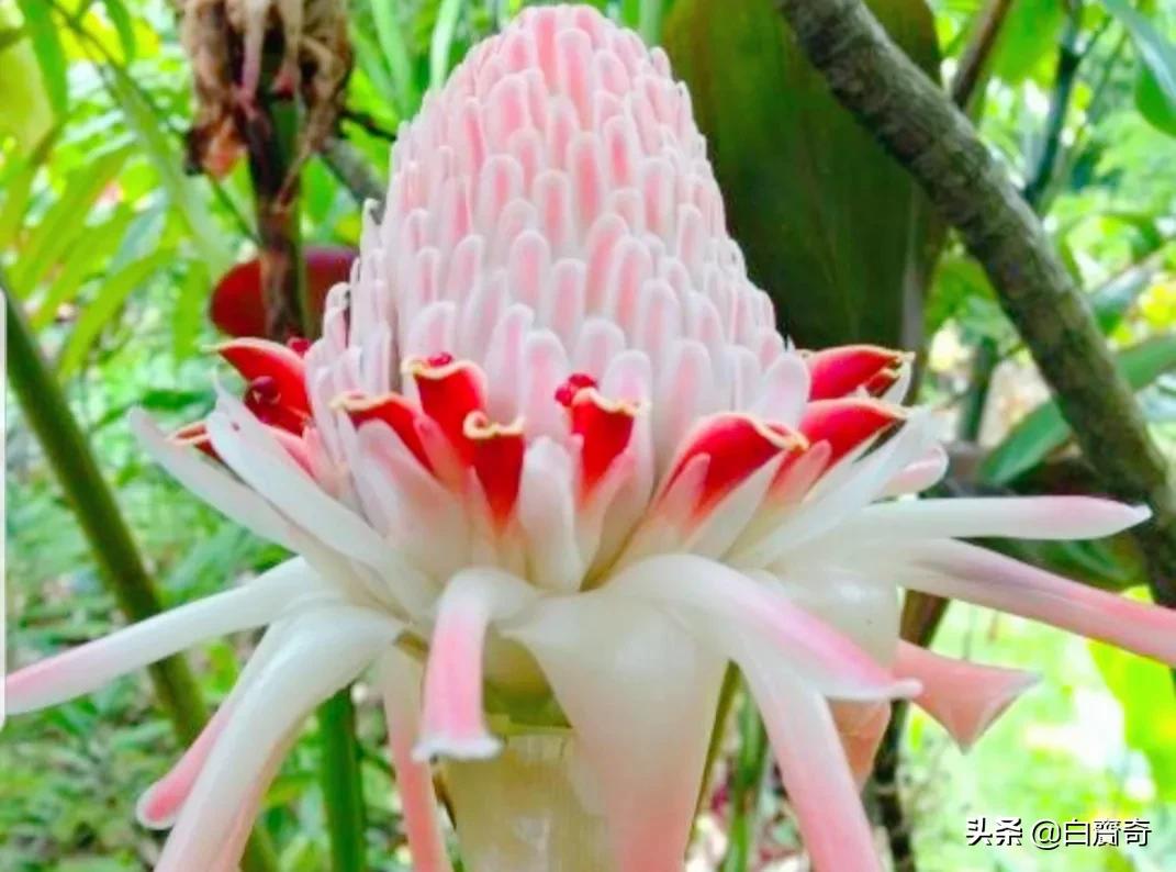 Multicolor Porcelain Rose Torch Ginger - iNEWS