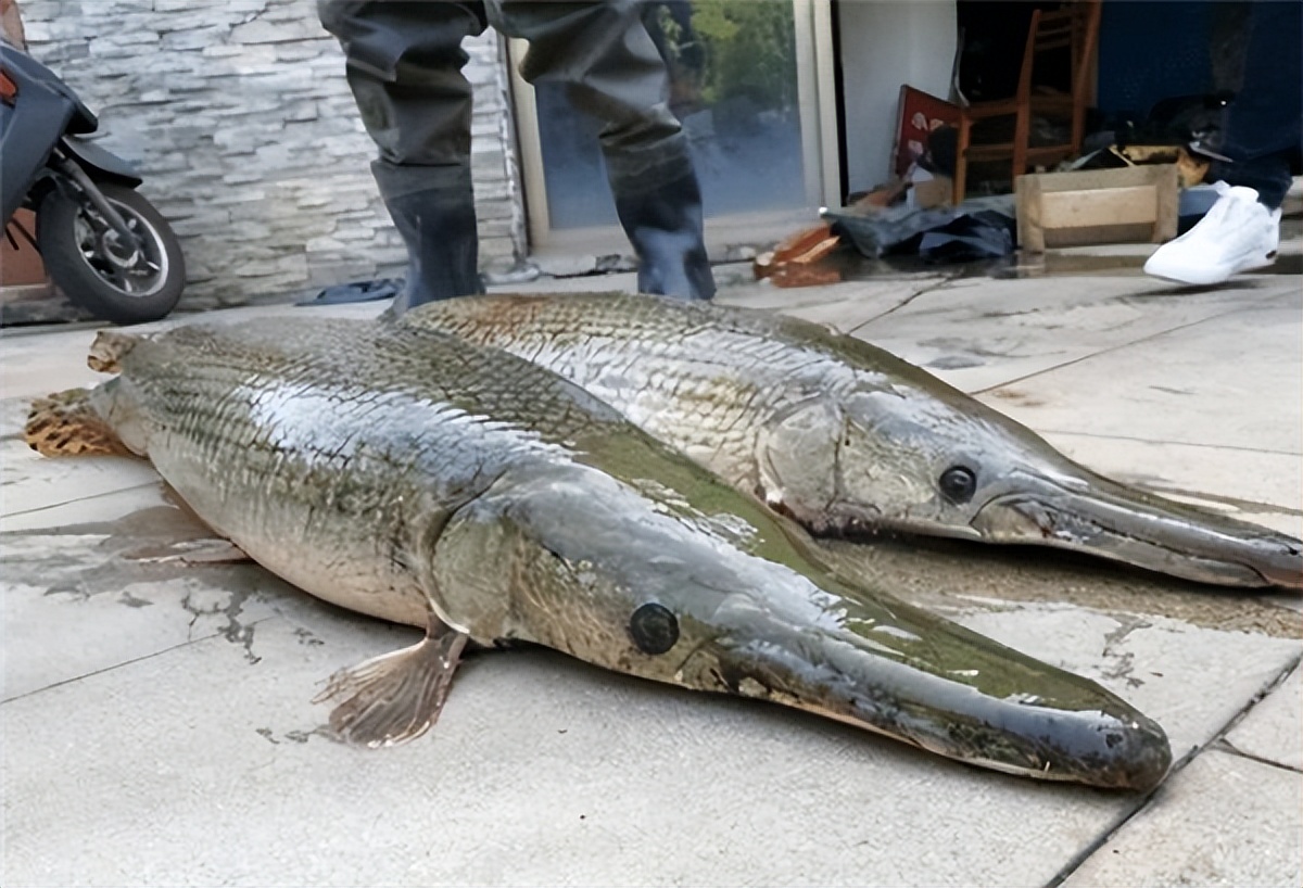 About 1.4 meters long, 50 catties "strange fish" hidden in the ...