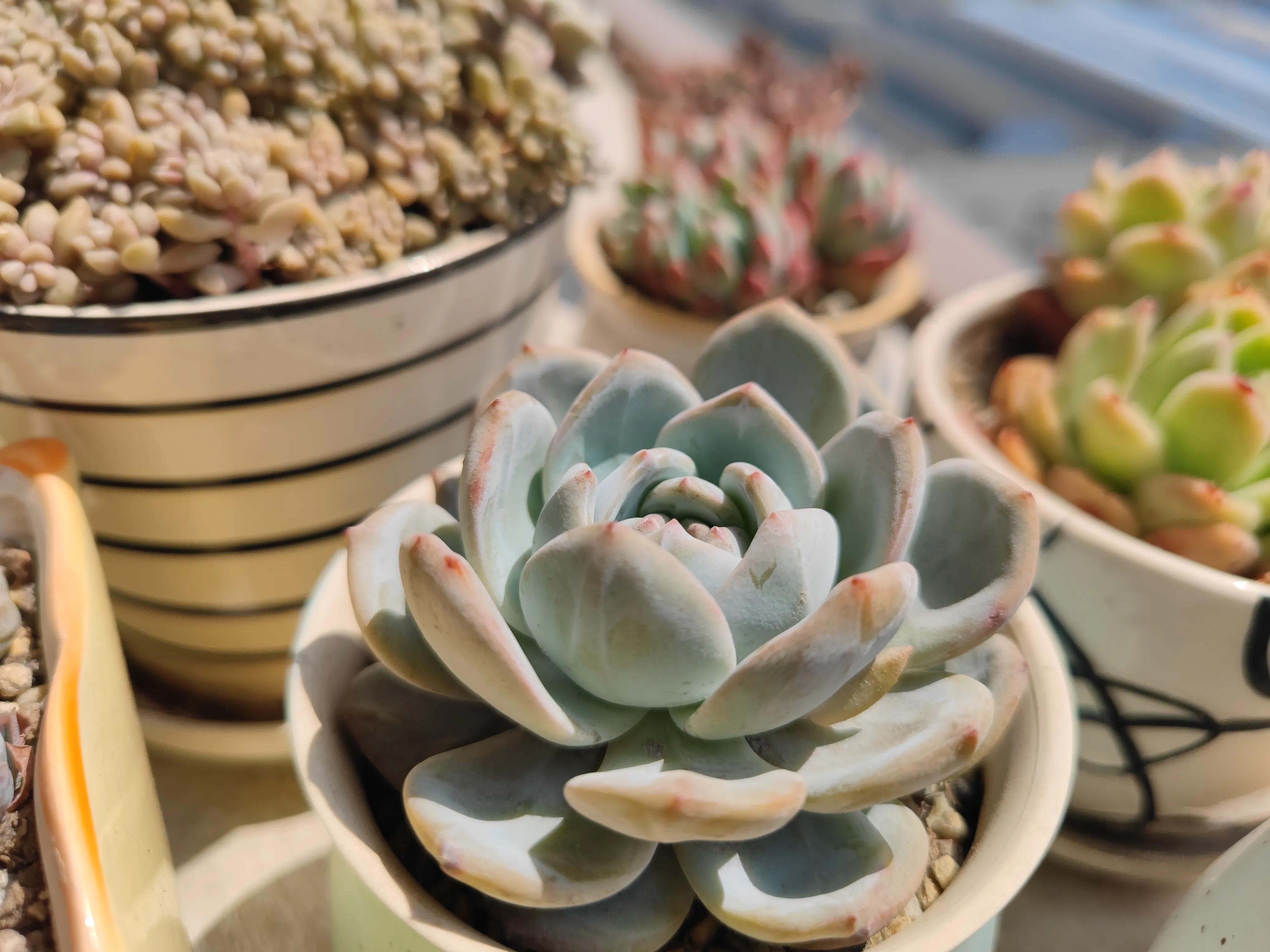 The succulent hibiscus snow lotus that makes me proud - iNEWS