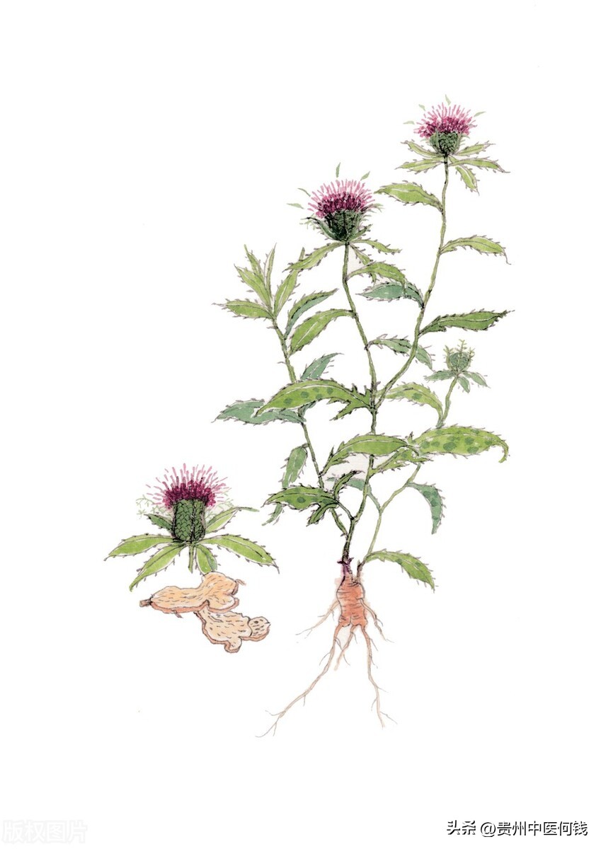 Shi Enjun's "Shen Nong Ben Cao Jing Fa Wei" in the eyes of readers - iNEWS