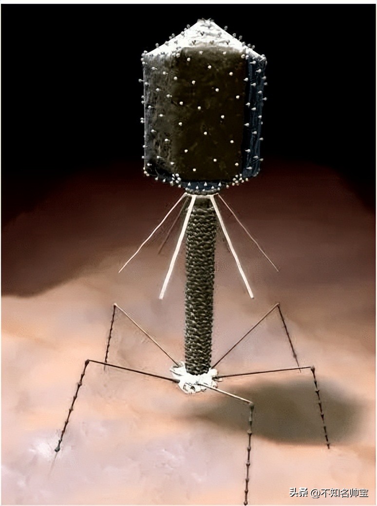 Structure and self-assembly of giant phage coreshells - iMedia