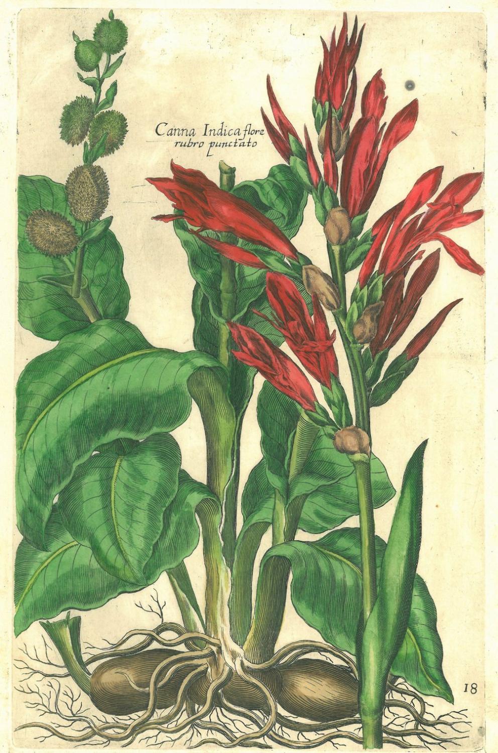 The Garden That Never Withers: A Collection of European Botanical ...