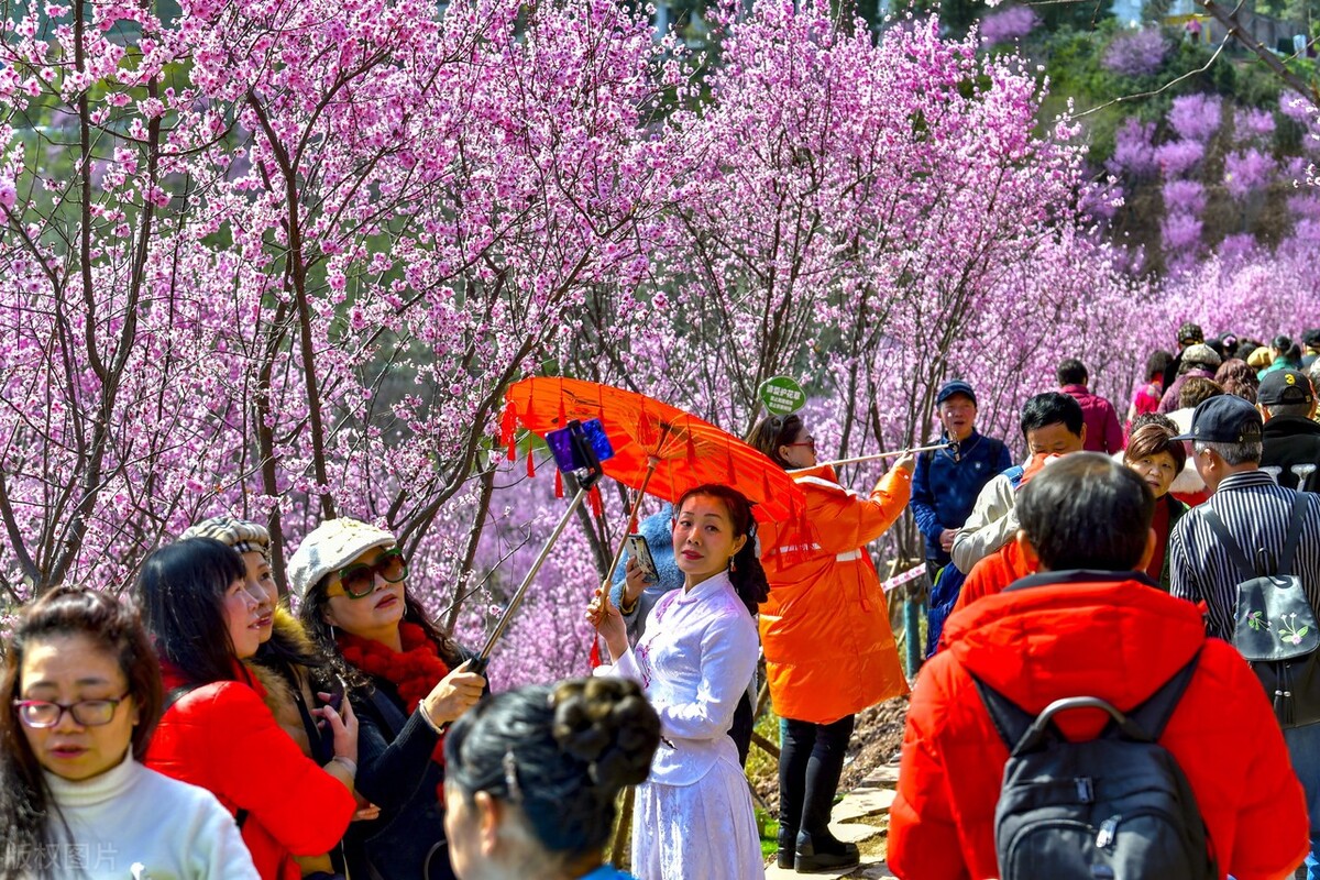 Where to go in Chongqing in early spring?These places are definitely ...