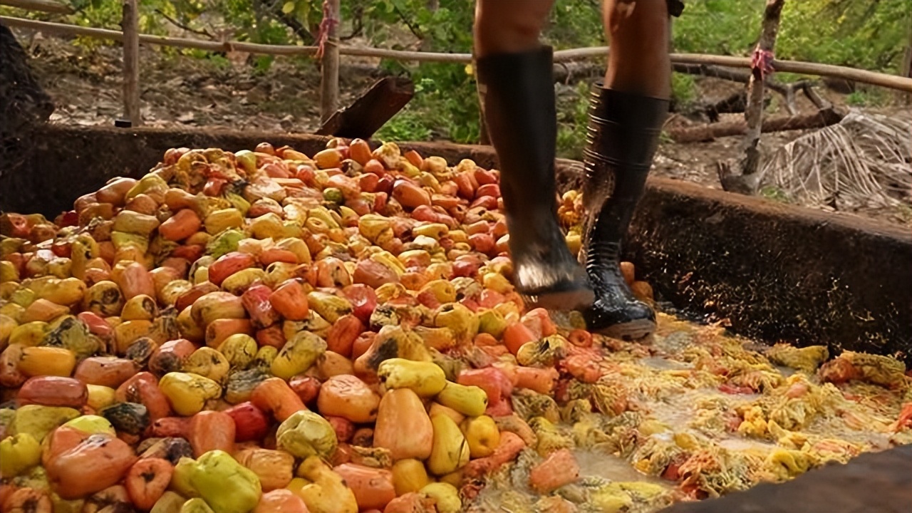 The environment is like a "pig sty". Why is the cashew wine that India ...