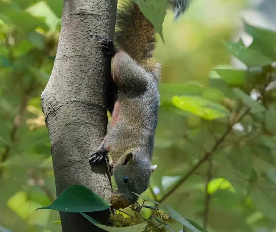 The cunning treetop elf: Uncovering the life strategies, intelligence ...