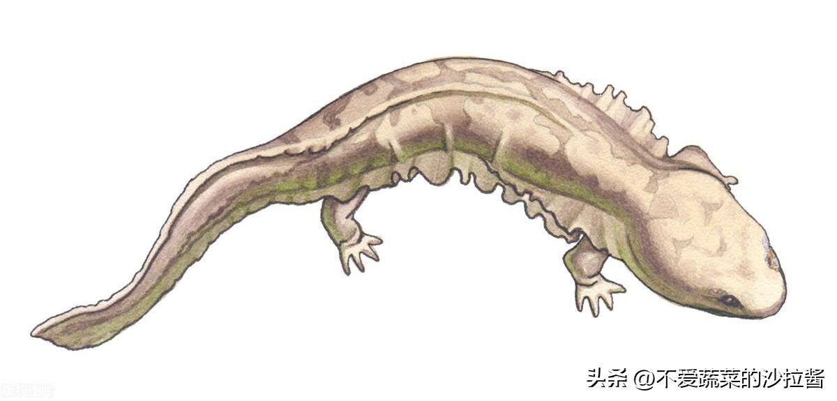 "Chinese giant salamander" is one of the world's largest known ...