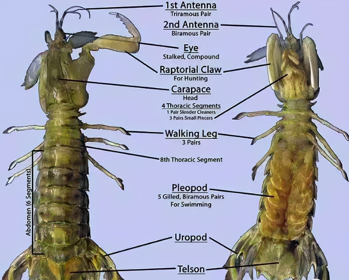 Are Pippi Shrimp really alien creatures? - iNEWS