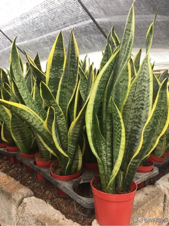 "Sheep feces and eggs" raise tiger Pilan, and it will not work without ...