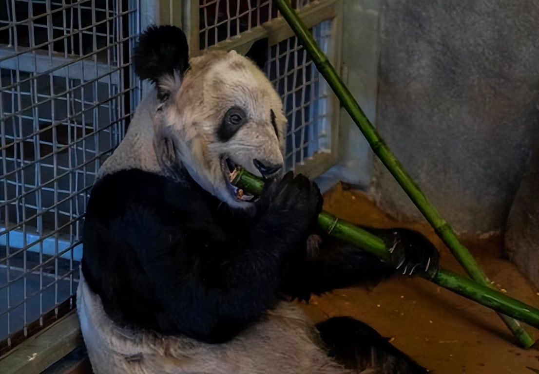 We also rent pandas. Why do giant pandas raised in Russia gain 40 ...