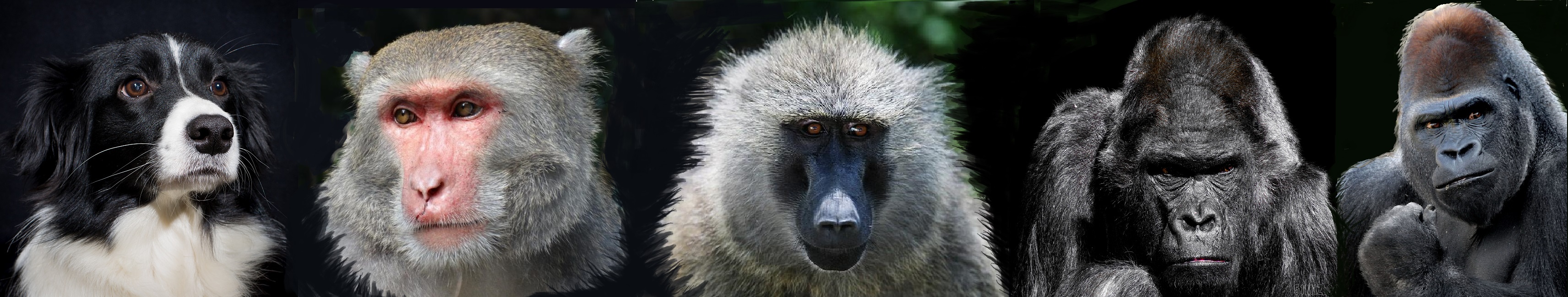 14. How did humans emerge?125 science questions - iNEWS