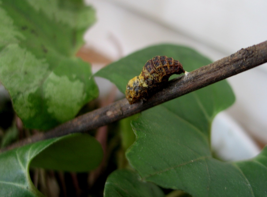 "National Treasure" insect - Chinese tiger swallowtail - iNEWS
