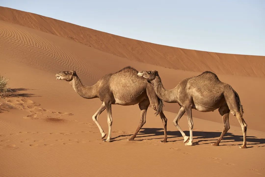 Why is the camel called the ship of the desert? How do camels survive ...