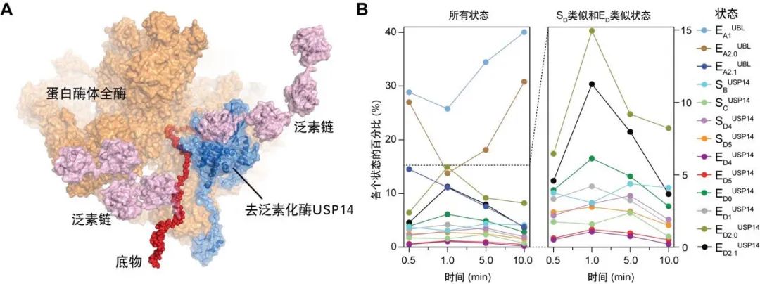 Nobel Prize-winning mitochondrial DNA editor; bright green fluorescent ...