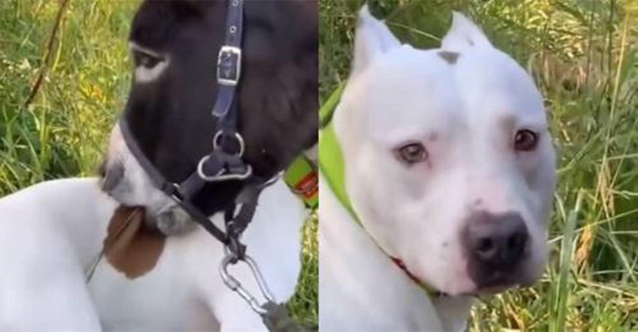 The donkey mistakenly thought the birthmark on the dog was meat when ...