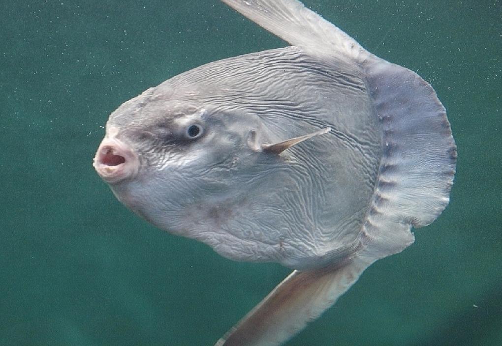 Sunfish: The stupidest fish in the world, it doesn't run away after ...