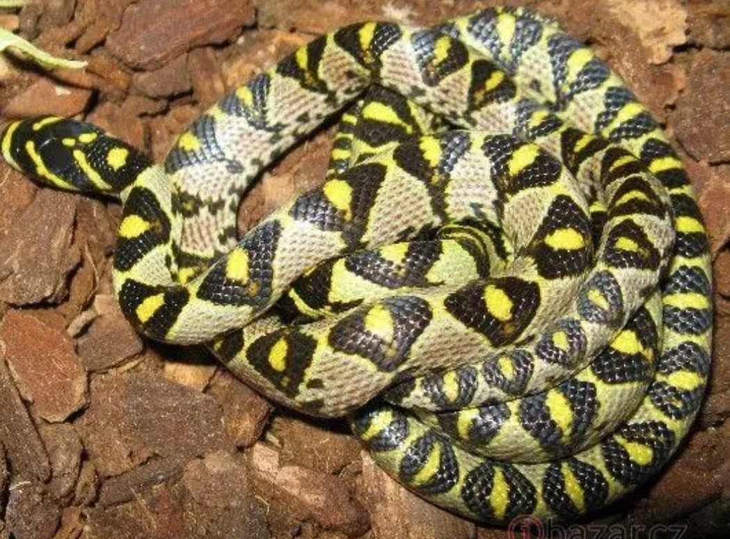 Are the non-venomous and low-venomous snakes living in China ...