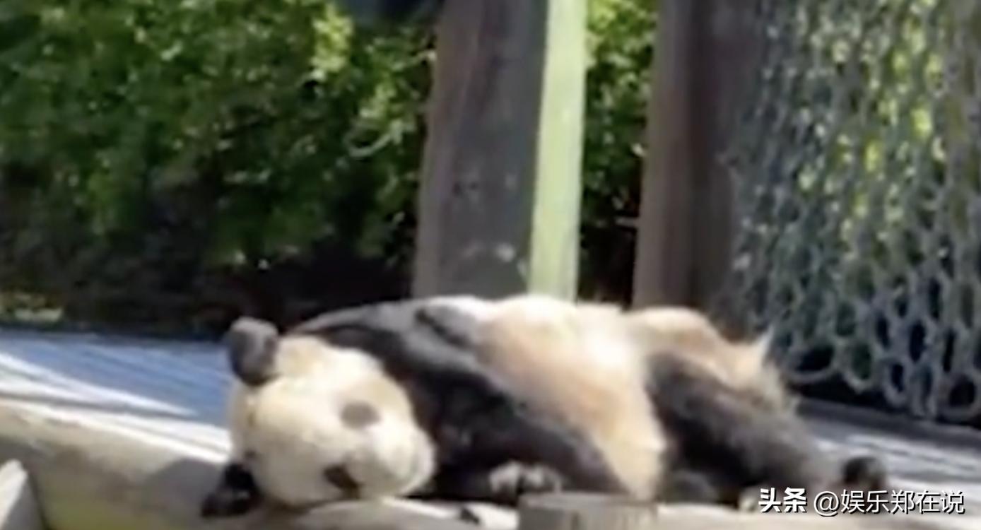 When the giant panda Yaya returned to China, Chen Qiaoen posted a post ...