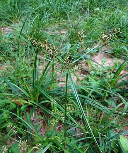 How much do you know about Chinese medicine?- Cyperus officinalis - iNEWS