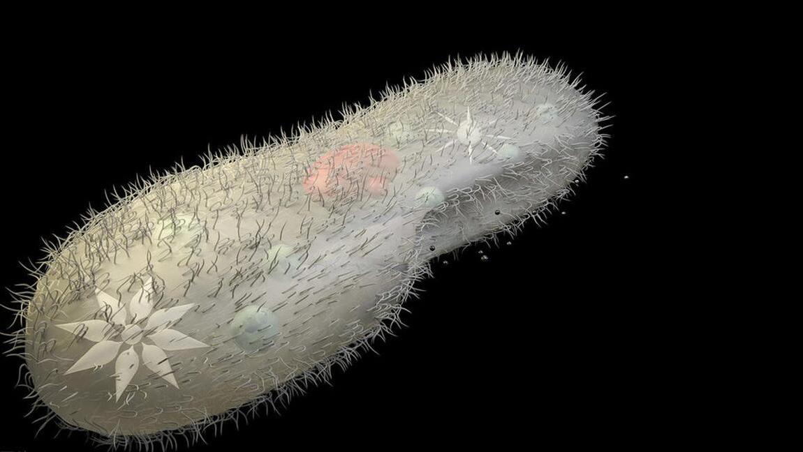 Demystifying the Voracious Predator on Earth - iNEWS