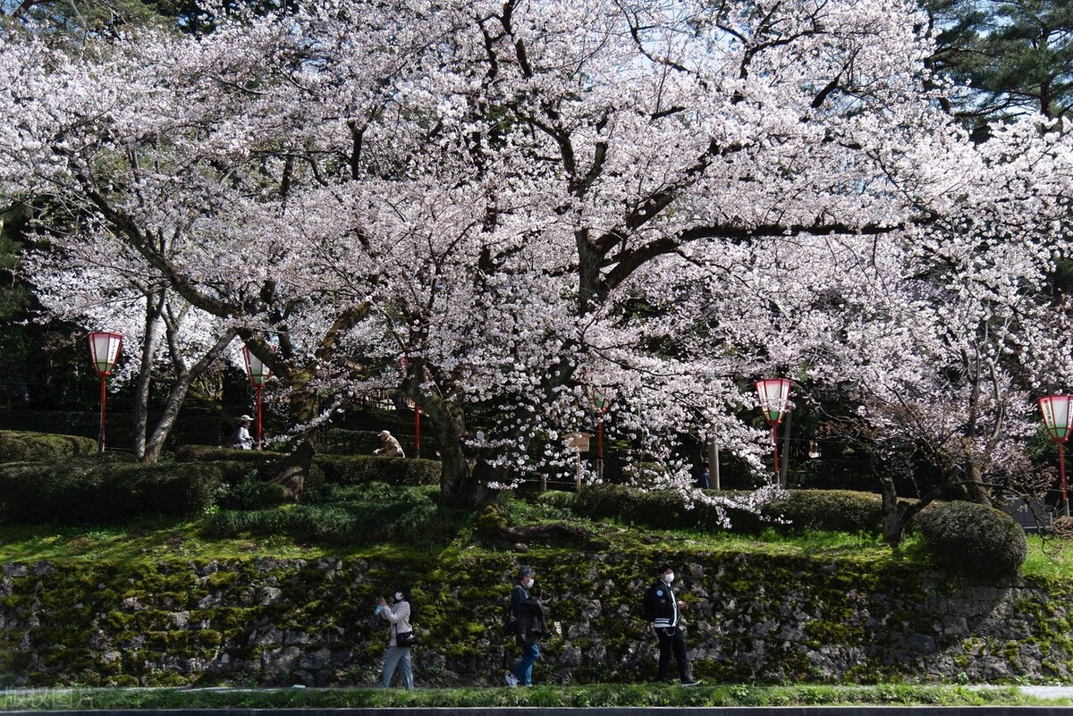In Japan, meet the most beautiful cherry blossom rain - iNEWS