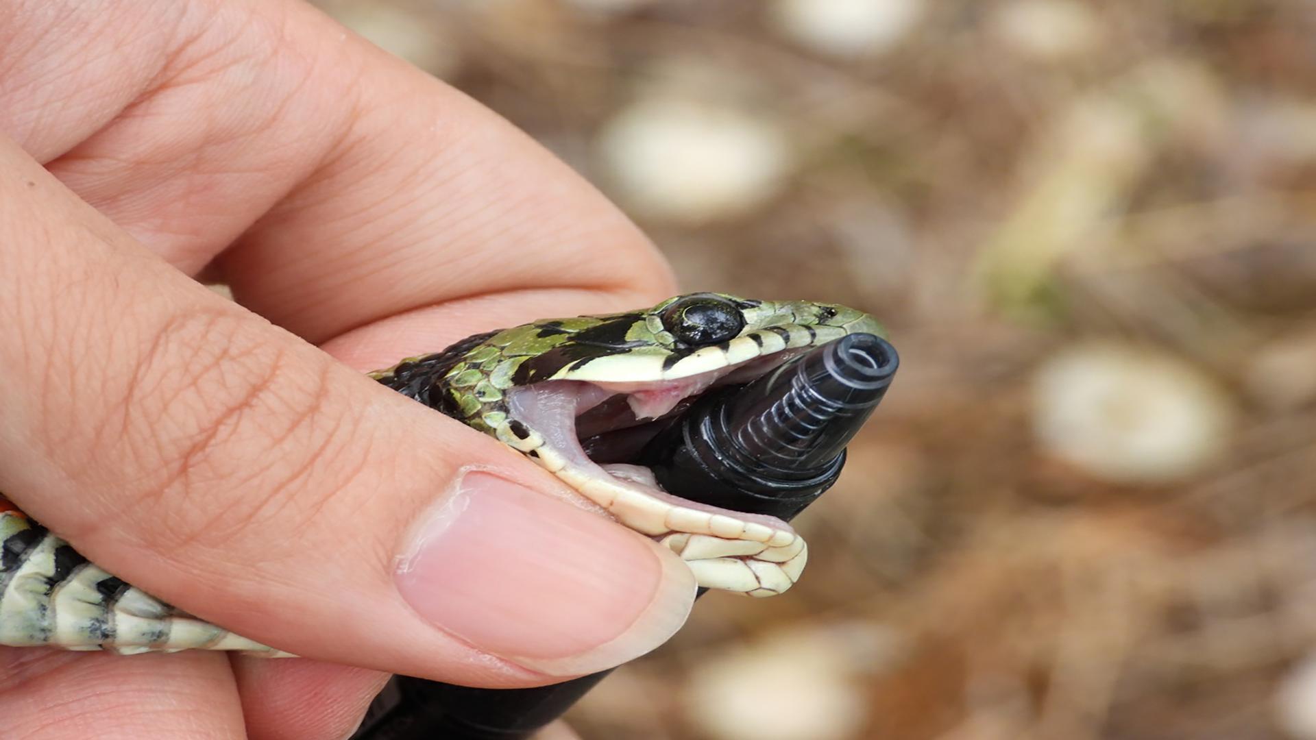 The five most common venomous snakes in rural areas? How much do you ...