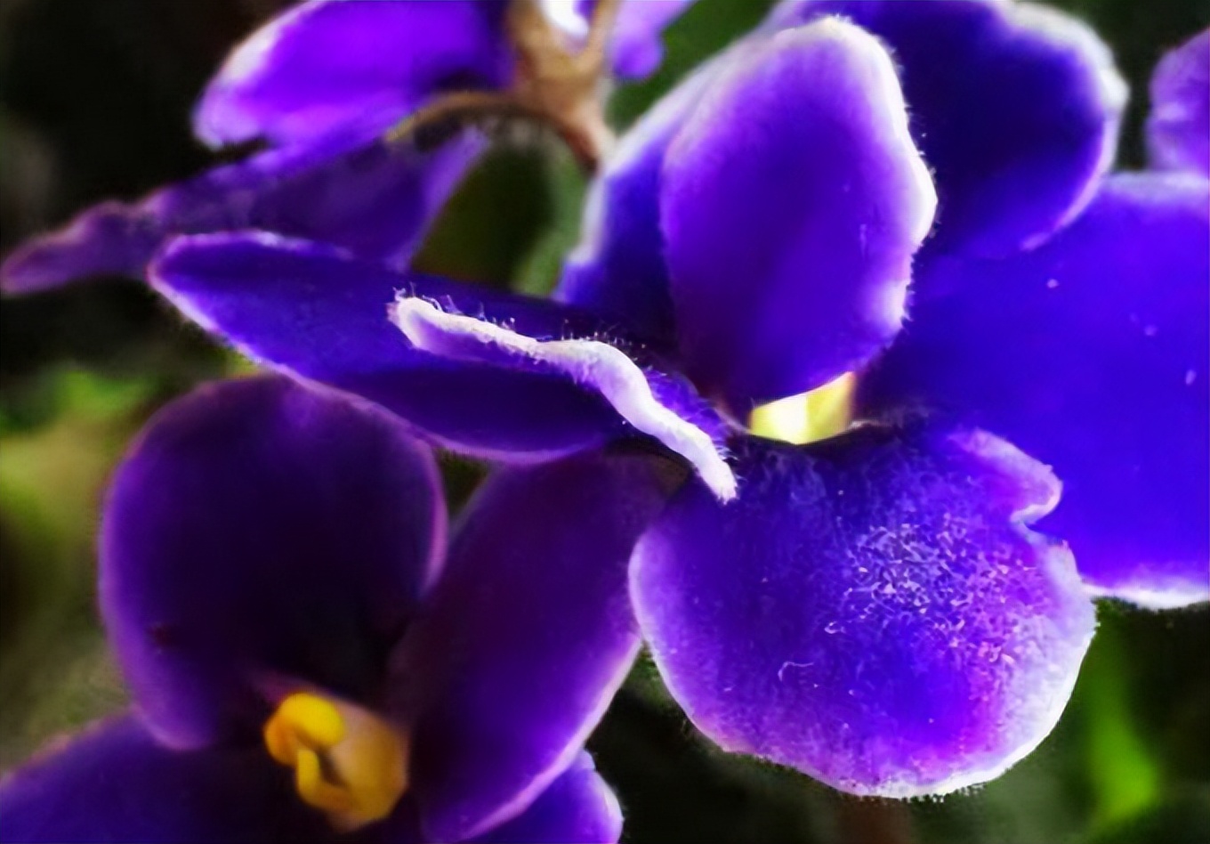 Planting violets is simple, pay attention to these 5 points, you can ...