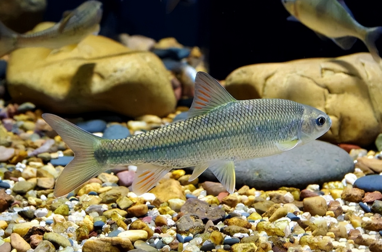 A mysterious cave in Hubei, "spit fish" every Qingming, experts came to ...