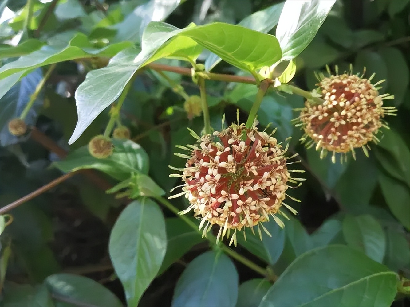 Take you to identify Uncaria - iMedia