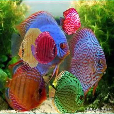 The colorful angelfish is so beautiful - iNEWS
