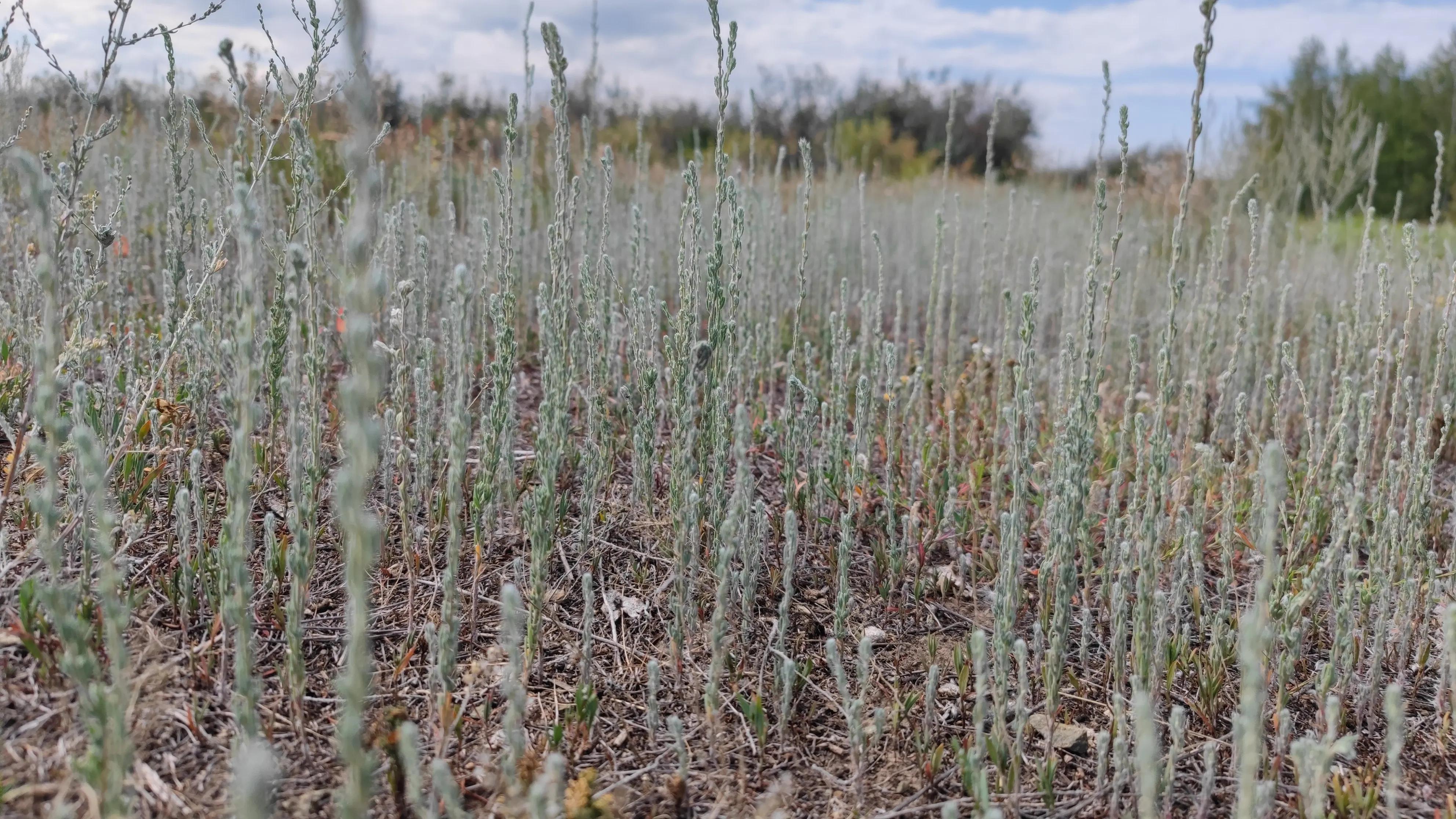 Cold knowledge of history - the real state of Chu in history (4) - iNEWS