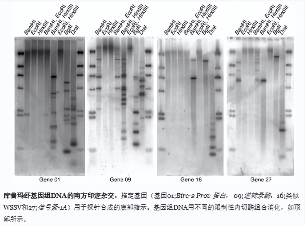 Superamplification of large DNA fragments in the genome of the black ...