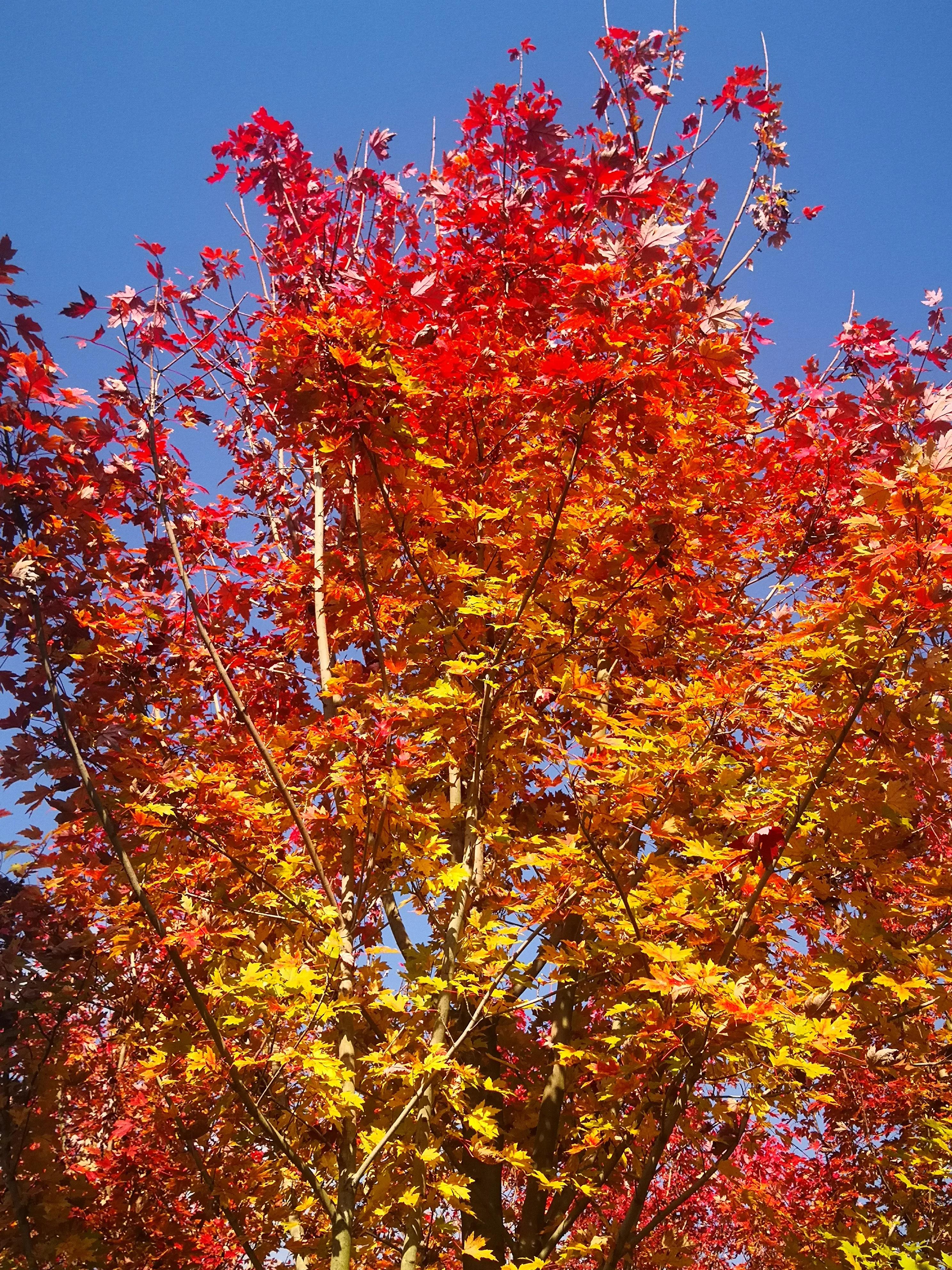 Colorful, extraordinarily enchanting - iNEWS