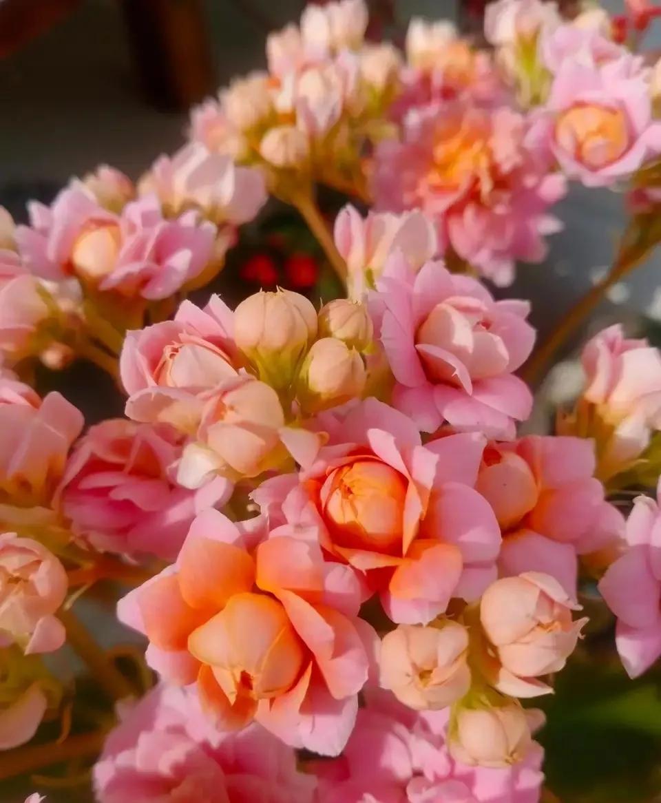 Longevity flowers are raised in this way, the flowering period is long ...