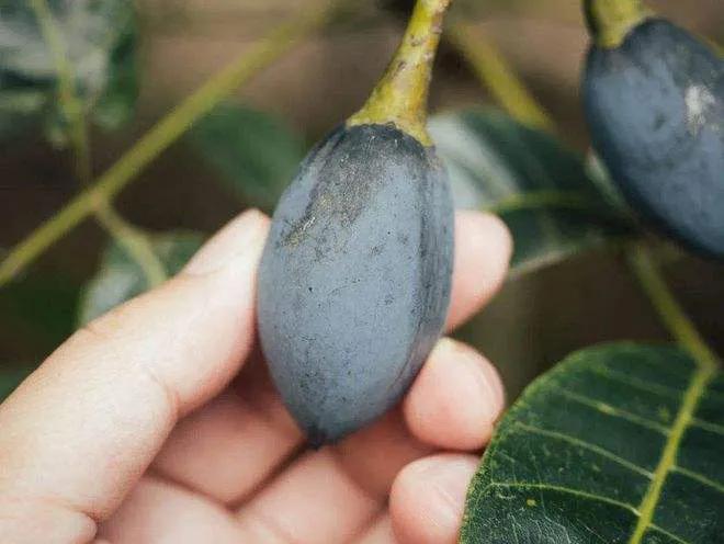 The taste of Lao Guang, this fruit becomes a delicious dish after ...