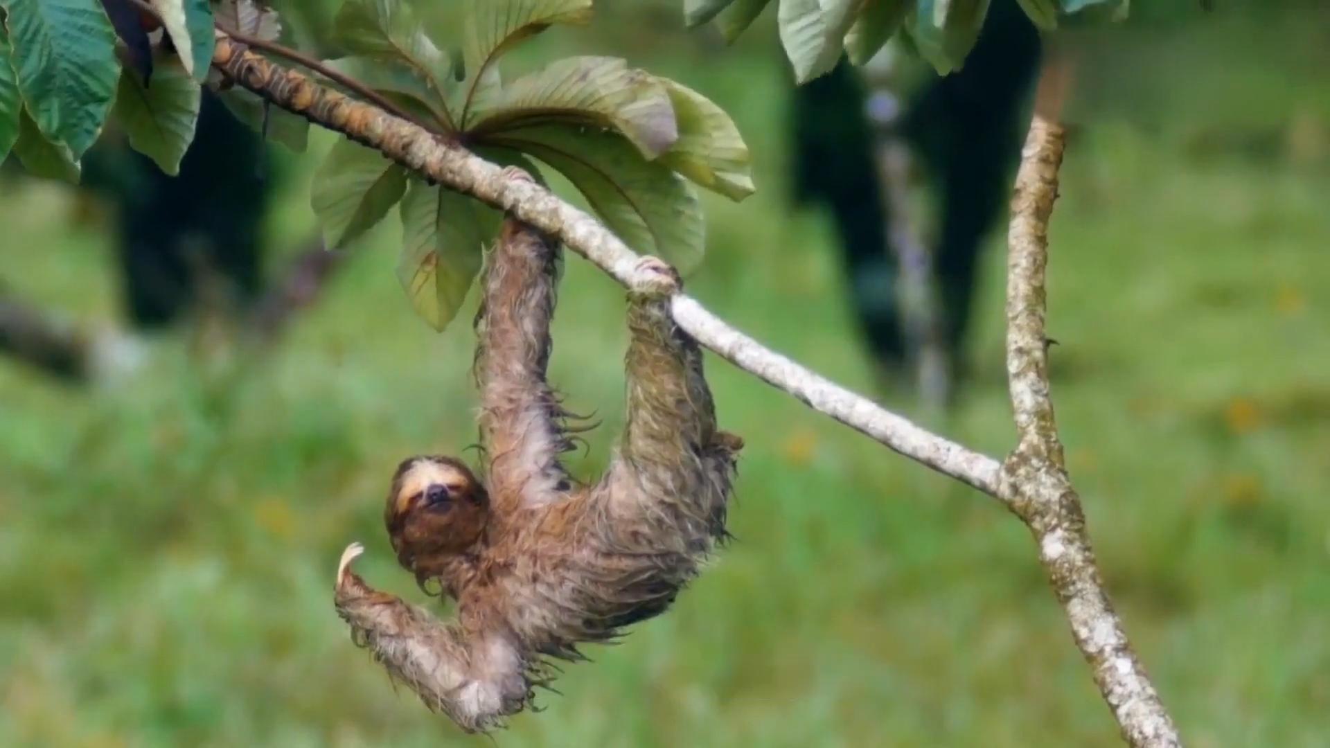 Have you ever seen a water monkey? All creatures in the world are its ...