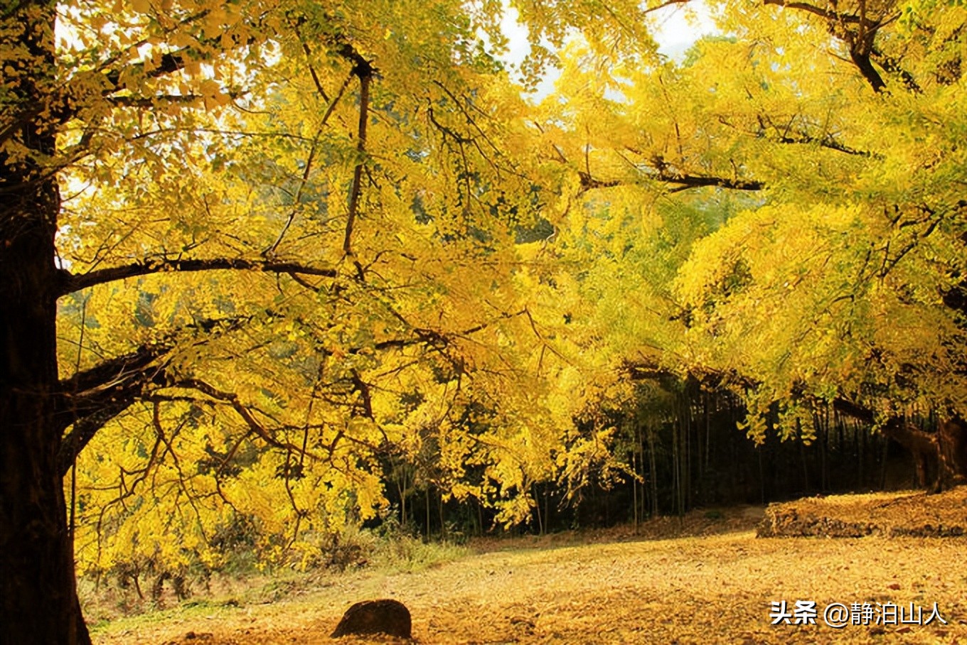Guilin's Guide to Watching Ginkgo - Ocean, the No. 1 Town of Ginkgo in ...
