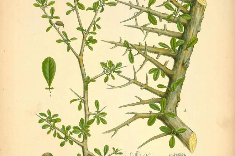 Explore the Myrrh Tree: A Fantastic Journey into the Plant World! - iNEWS