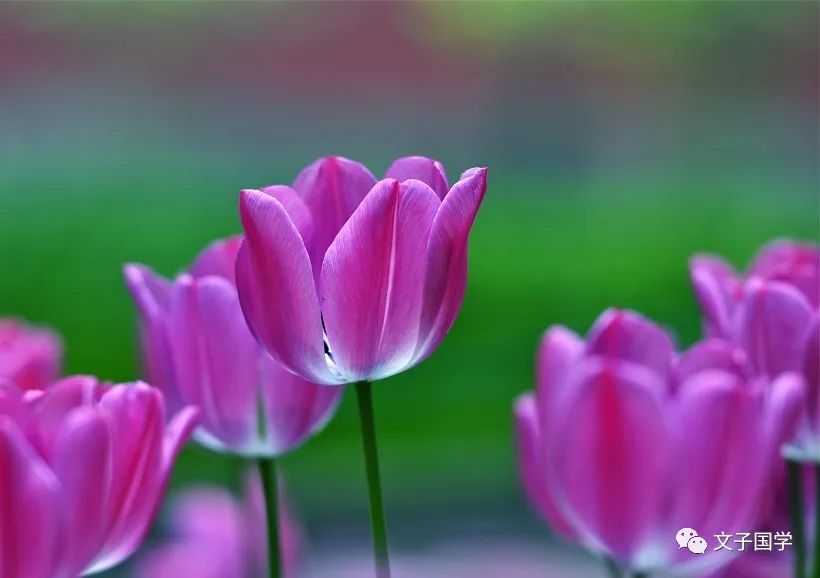 What "national character" has secretly been shaped by the perverted ...