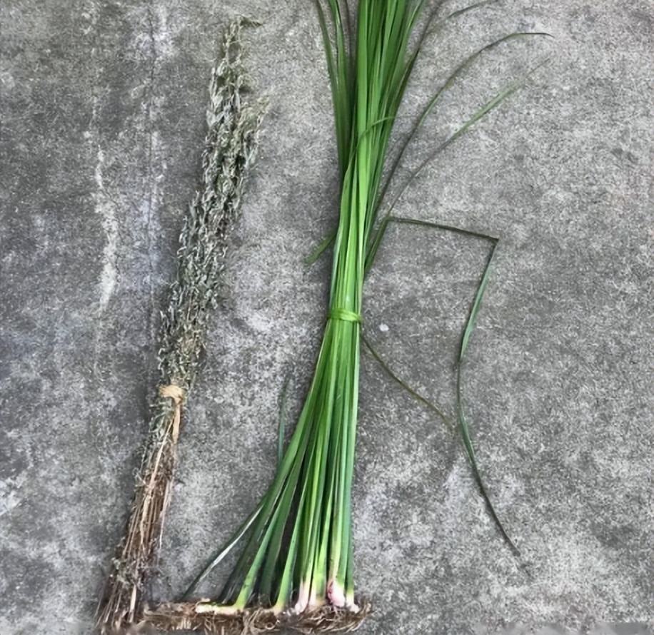 Why do we hang calamus on the Dragon Boat Festival?Is there anything to ...