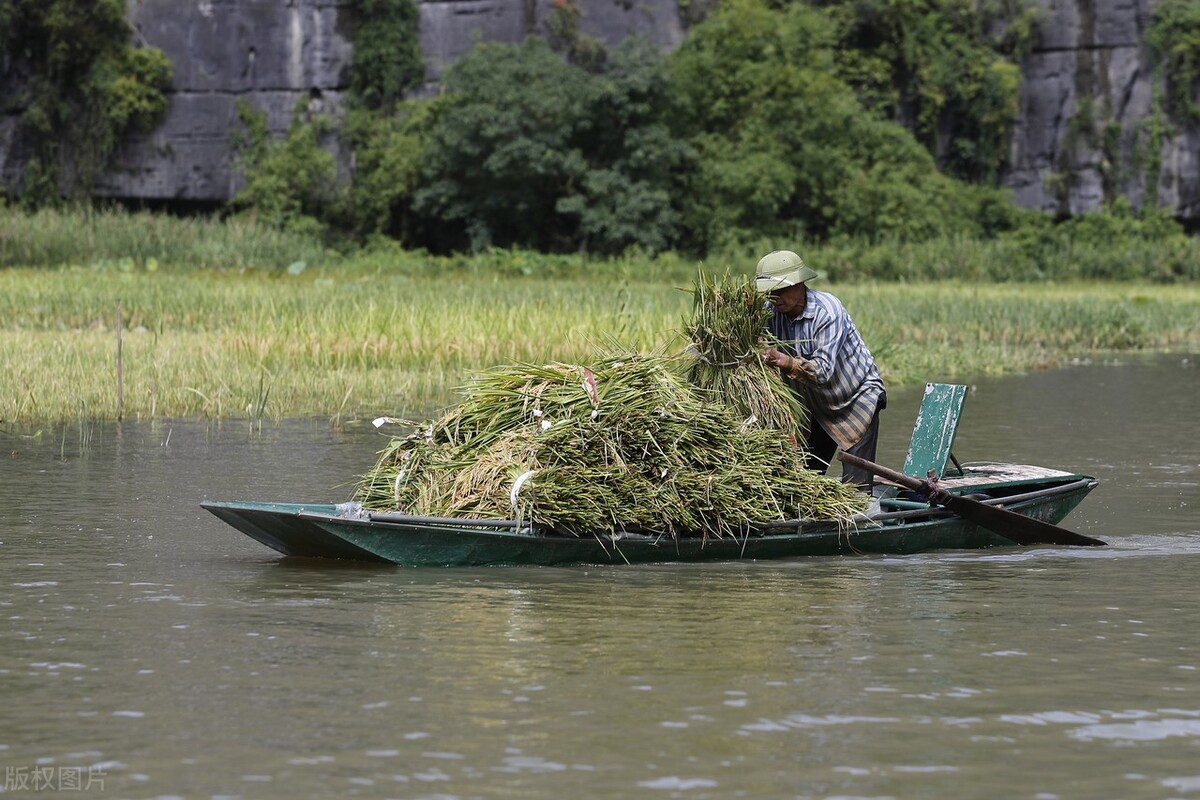 The unprecedented famine in Vietnam in 1944-1945 - iNEWS