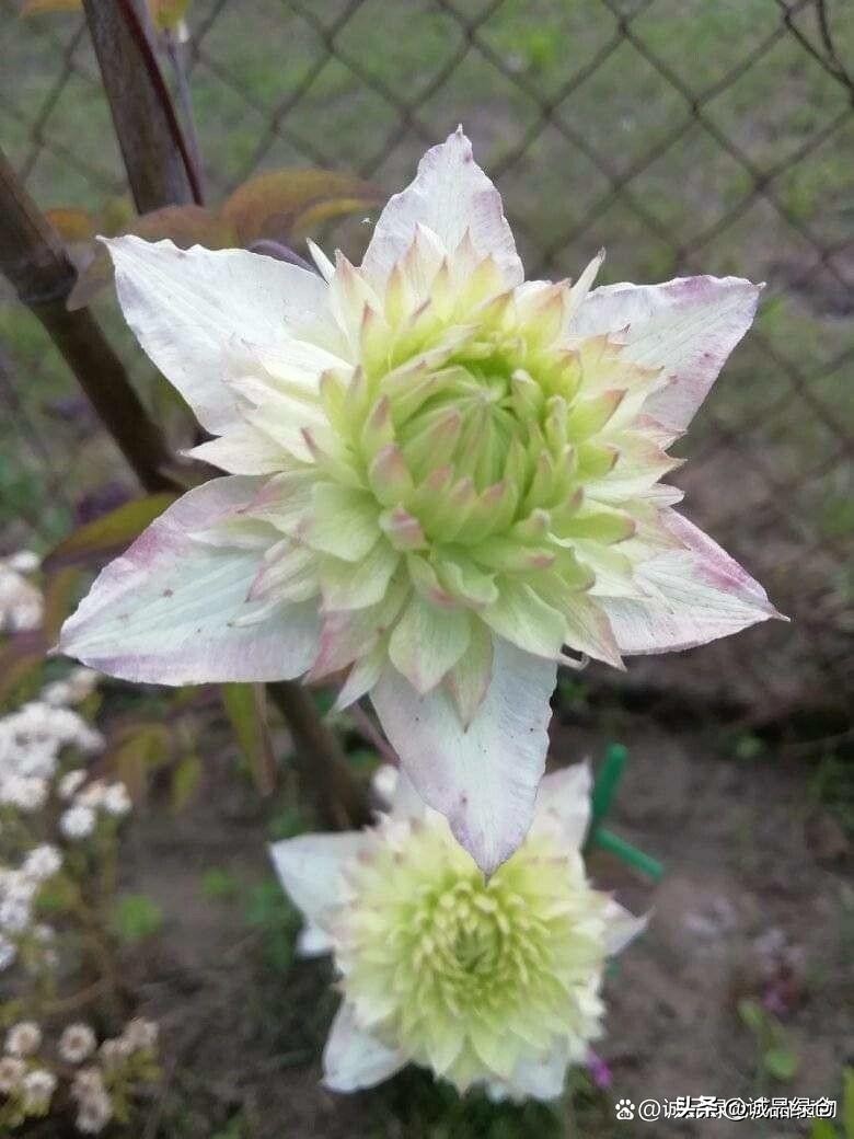 Clematis, this beautiful and magical plant, do you know how many types ...