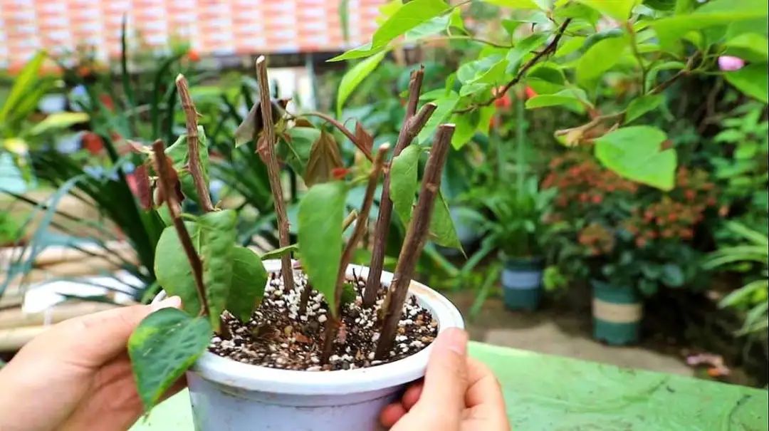 Judging "flowers" by their appearance: flowers and plants with these "5 ...