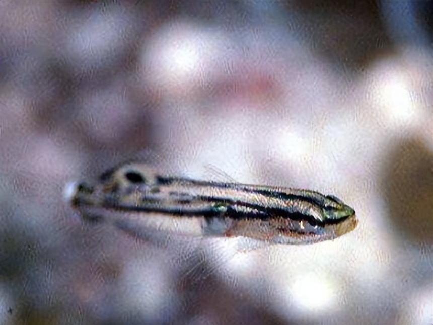 The smallest vertebrate in the world, so small that we can hardly tell ...