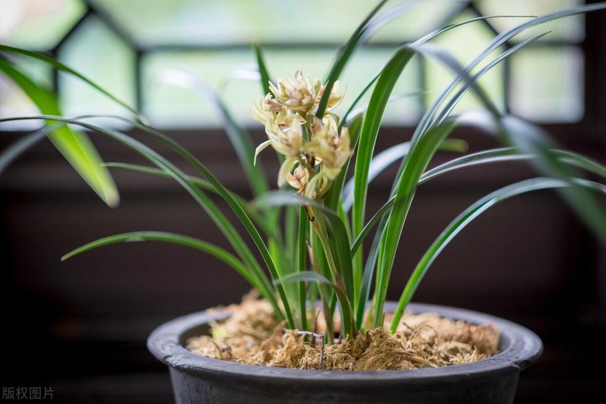 Summer Watering Tips For Orchids - iNEWS