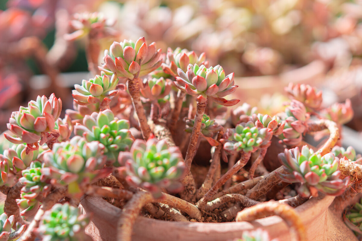 Teach you how to cut succulent - iNEWS